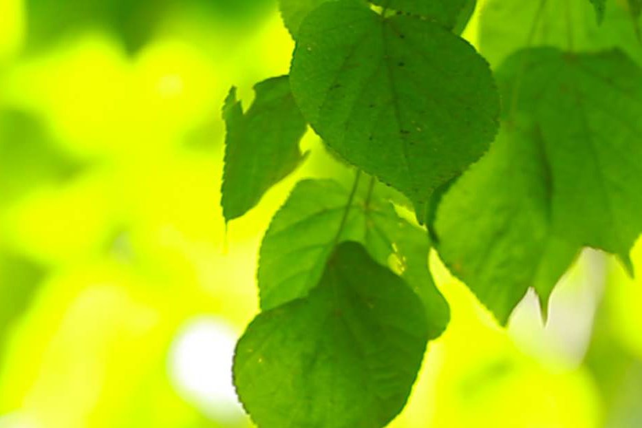 Swedish Match - Our company